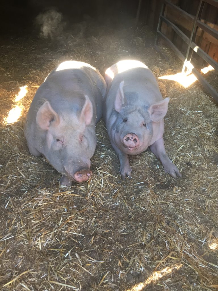 The Wonderful Life of Pigs - Sanctuary One